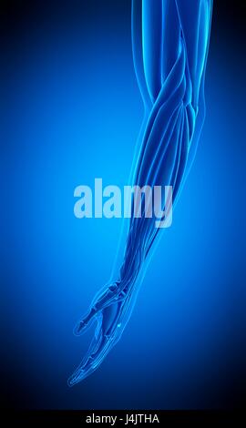 Lateral view of the human muscular system Stock Photo - Alamy