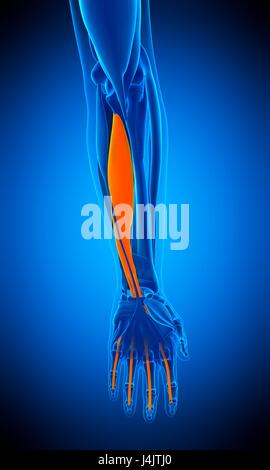 Flexor Digitorum Profundus Stock Photo - Alamy