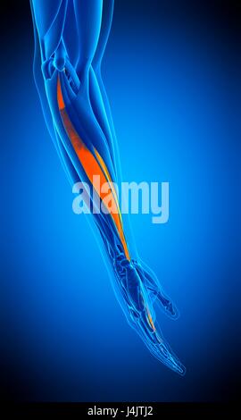 Anatomical Illustration of Flexor Digitorum Superficialis Stock Photo ...