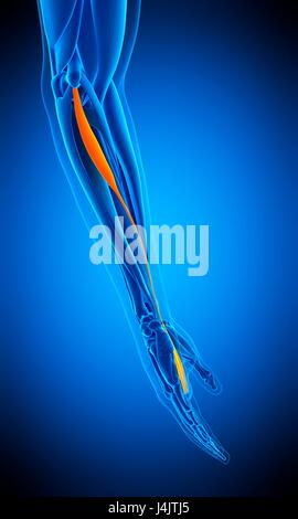 Human arm muscle, illustration Stock Photo - Alamy