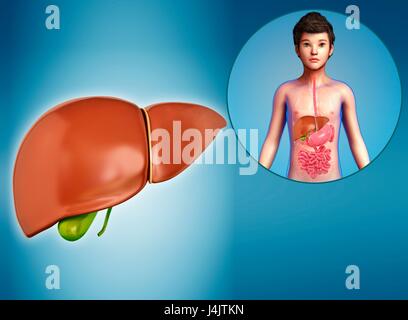 Illustration of the anatomy of a child's liver Stock Photo - Alamy