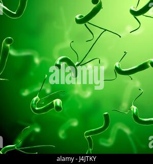 Helicobacter pylori bacteria. Computer illustration of Helicobacter pylori bacteria in a human ...