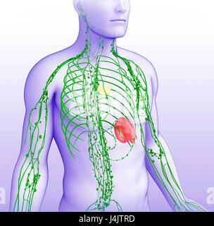 Male lymphatic system, illustration Stock Photo - Alamy