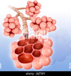 Alveoli in the lung. Computer illustration of alveoli (spheres) and ...