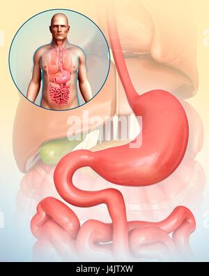 Male stomach, illustration Stock Photo - Alamy