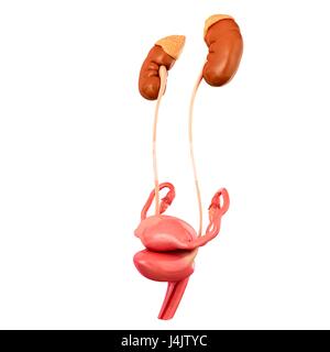 Female urinary system, computer illustration Stock Photo - Alamy