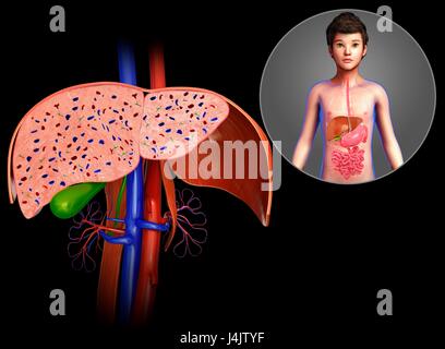 Illustration of the anatomy of a child's liver Stock Photo - Alamy