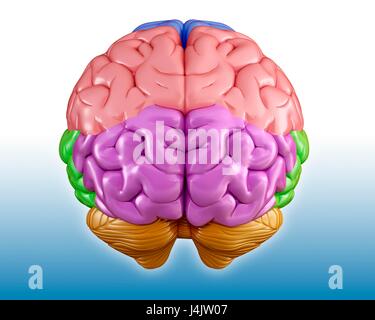 Illustration of human brain regions and anatomy Stock Photo - Alamy