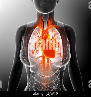 Female heart anatomy, computer illustration Stock Photo - Alamy