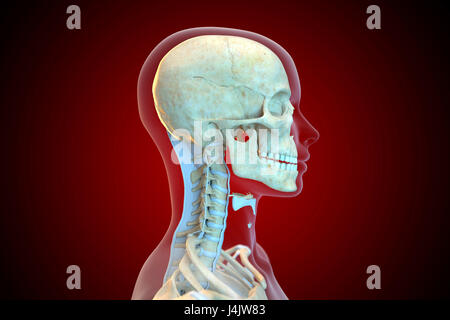 The ligaments of the neck Stock Photo - Alamy