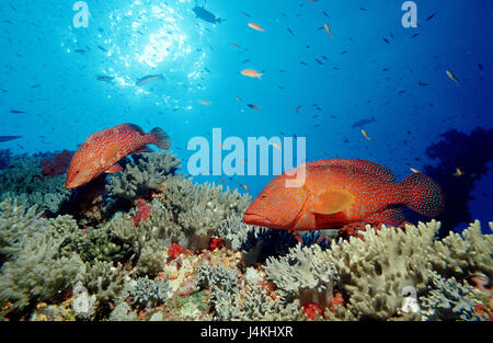 Coral reef, jewels-jag perches, Cephalopholis miniata Stock Photo - Alamy