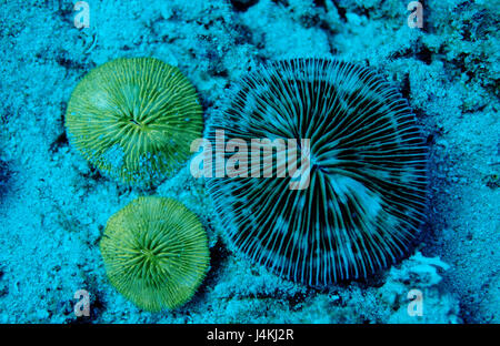 Fluorescent fungus coral, Ctenactis echinata Stock Photo - Alamy