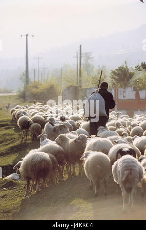 Cattle, sheep and shepherd Stock Photo - Alamy