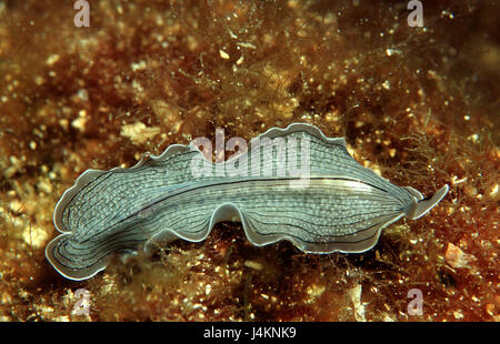 Strudel worm, Turbellaria Stock Photo - Alamy