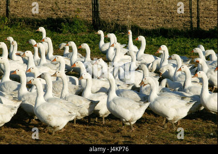 Goose's crowd , goose's birds, Anserinae, house geese, geese, crowd ...
