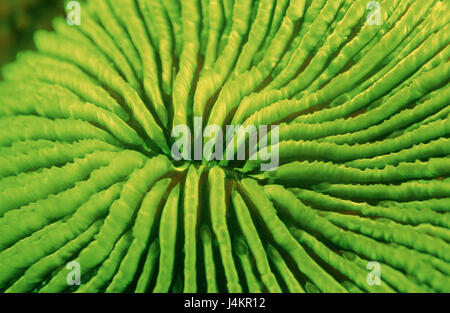 Fluorescent fungus coral, Ctenactis echinata Stock Photo - Alamy