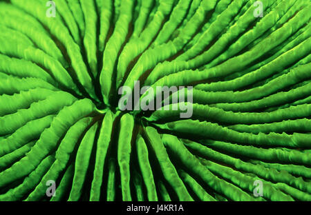 Fluorescent fungus coral, Ctenactis echinata, close up Stock Photo - Alamy