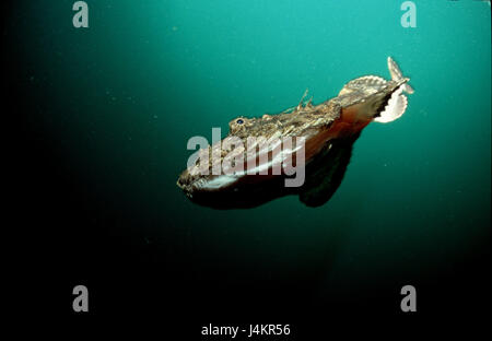 Long spined Anglerfish Lophius piscatorius Alesund North Atlantic ...