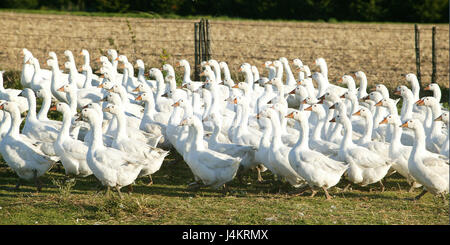 Goose's crowd , goose's birds, Anserinae, house geese, geese, crowd ...