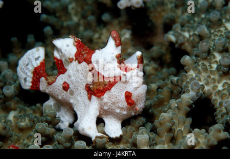 Papillas-angler's fish, Antennarius maculatus Stock Photo - Alamy