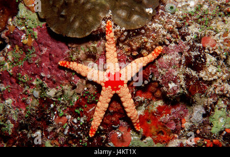 Red Mesh Starfish, Fromia monilis, Ambon, Moluccas, Indonesia Stock ...