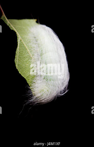 Miller moth larvae Stock Photo - Alamy
