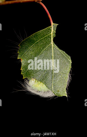 Miller moth larvae Stock Photo - Alamy