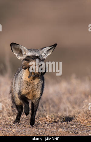 Bat-eared fox cubs (Otocyon megalotis virgatus) in Tanzania, Africa ...