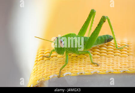 a nice little green hopper on a deckchair Stock Photo - Alamy