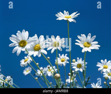 Summer margin rites, chrysanthemum maximum flowers, meadow flowers ...