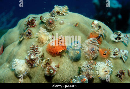 Coloured spiral tube worms, Spirobranchus giganteus Stock Photo - Alamy