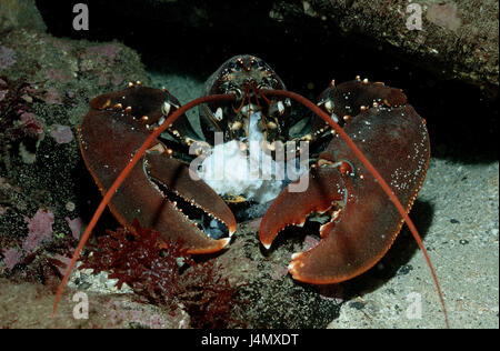 European lobster, Homarus gammarus, prey, eat Stock Photo - Alamy