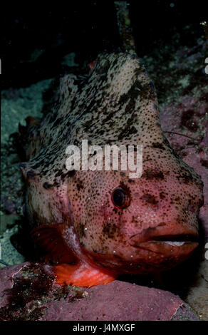 lumpfish, cyclopterus lumpus Stock Photo - Alamy