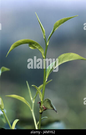 tea plant (Camellia sinensis, Thea sinensis), tea leaves in hands ...