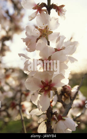 Tonsil blossom, Prunus dulcis Stock Photo - Alamy