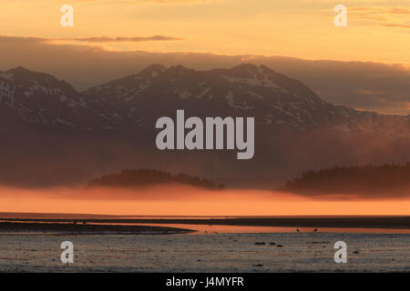 Evening evening light evening mood eagle Alaska America Bald Eagle ...