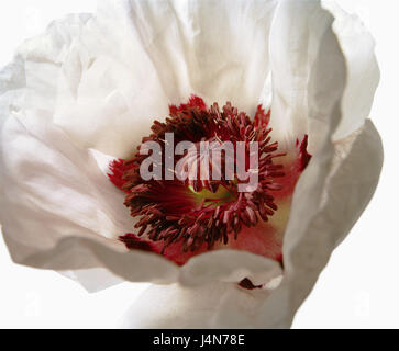 . Oriental Poppy, Perry's White Papaver orientale—Orfcnra/ Poppy ...