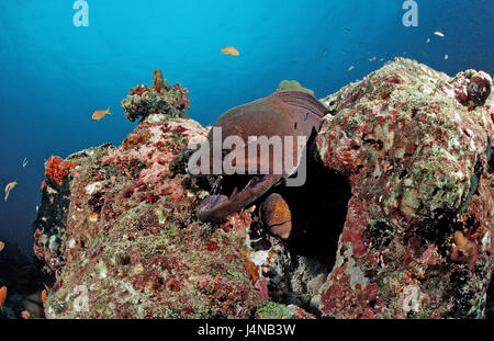 Soot head-Muränen, Gymnothorax flavimarginatus, diver Stock Photo - Alamy
