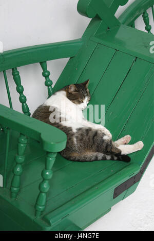 A cat on a wooden chair Stock Photo - Alamy