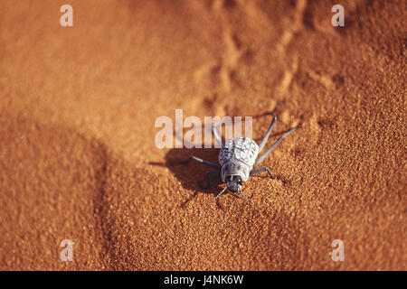 Namib desert beetle Stock Photo: 56531457 - Alamy