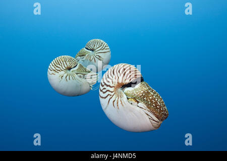 Underwater recording, Nautilus, Nautilus belauensis, three, float Stock ...