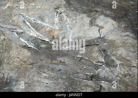 Footprints of theropod Allosaurus dinosaur in La Virgen del Campo site ...