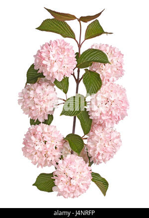 Closeup white flowers of Viburnum plicatum Watanabe - Japanese Snow ...