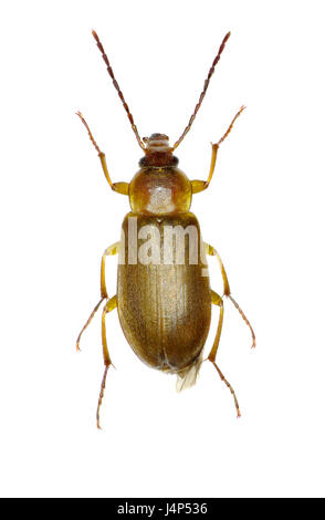 Sulphur Beetle on white Background - Cteniopus sulphureus (Linnaeus ...