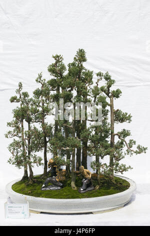 bonsai trees in chinese garden , bonsai tree nursery Stock Photo - Alamy