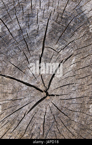 Trunk, cross-sectional area Stock Photo - Alamy