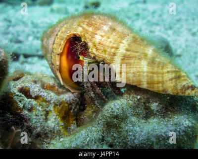 A hermit crab with a broken shell Stock Photo - Alamy