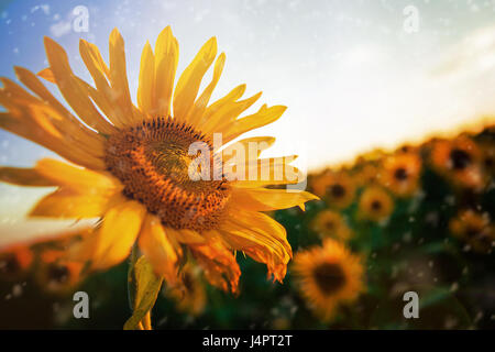 Corolla disk organic sunflower in agriculture field. Selective focus ...
