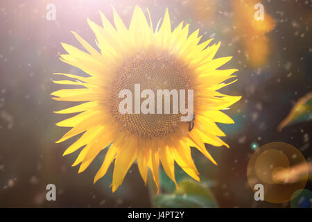 Corolla disk organic sunflower in agriculture field. Selective focus ...