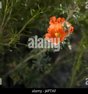 Scarlet Globemallow (Sphaeralcea coccinea Stock Photo - Alamy